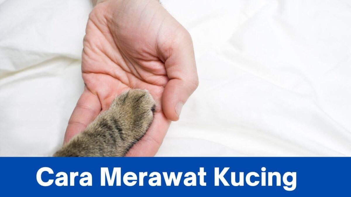 Pahami Cara Merawat Kucing Dengan Baik Mulai Dari Sekarang » 2026