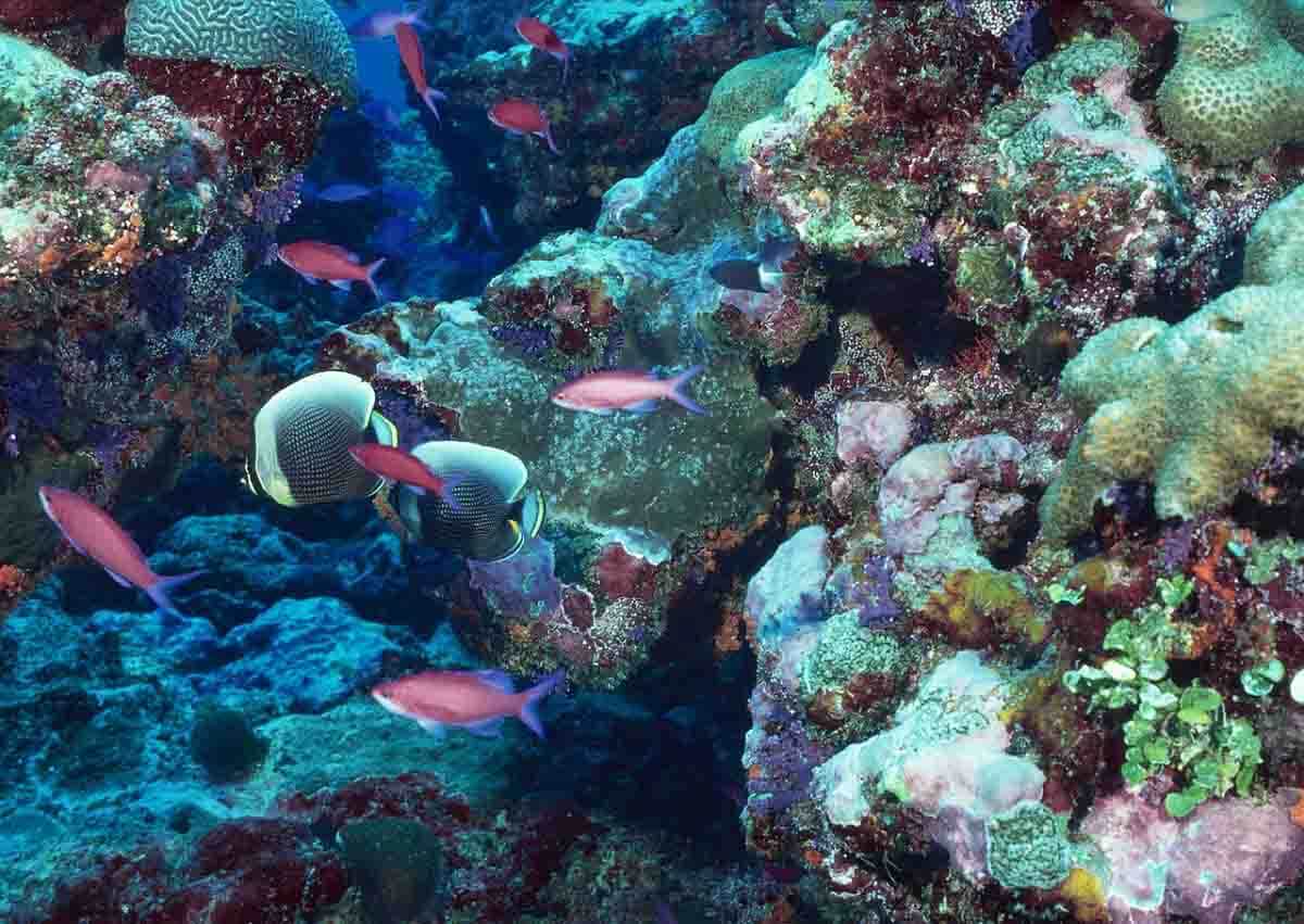 What Is Causing The Destruction Of Coral Reefs? Here Are The 7 Causes ...