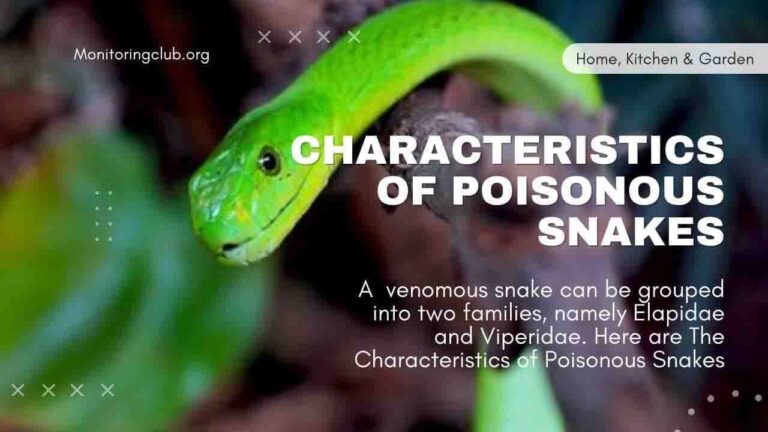 3 Characteristics Of Poisonous Snakes » 2026