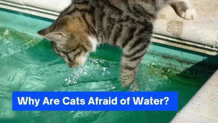 5 Reasons Why Are Cats Afraid Of Water [Scientific Explanation] » 2026