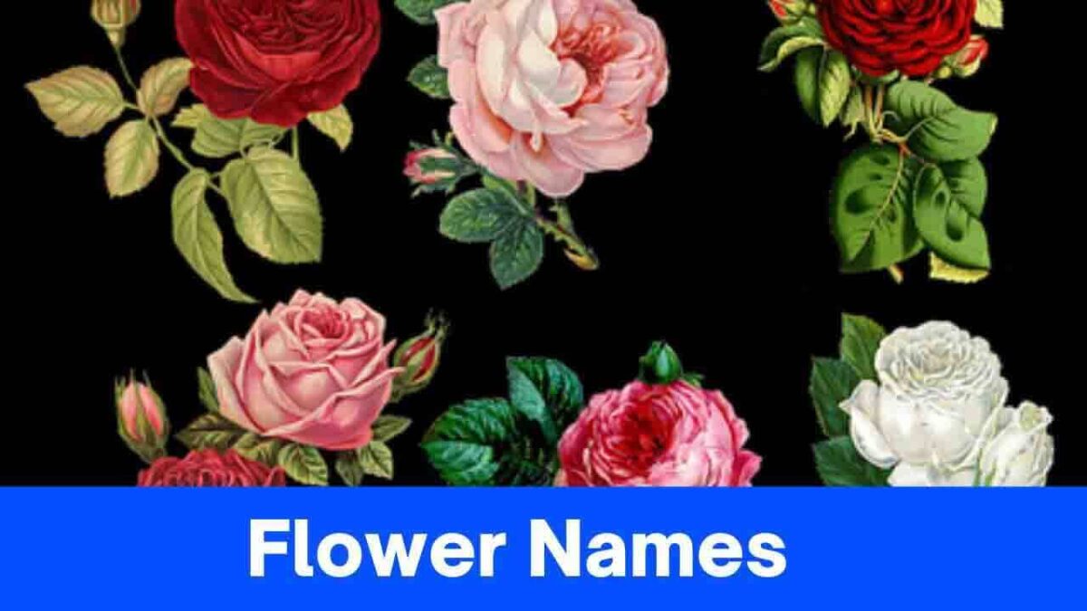 107 Flower Names Accompanied By Latin Terms » 2025