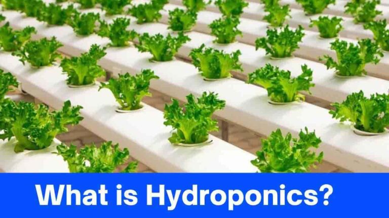 What Is Hydroponics: A Comprehensive Guide To Growing Plants Without ...