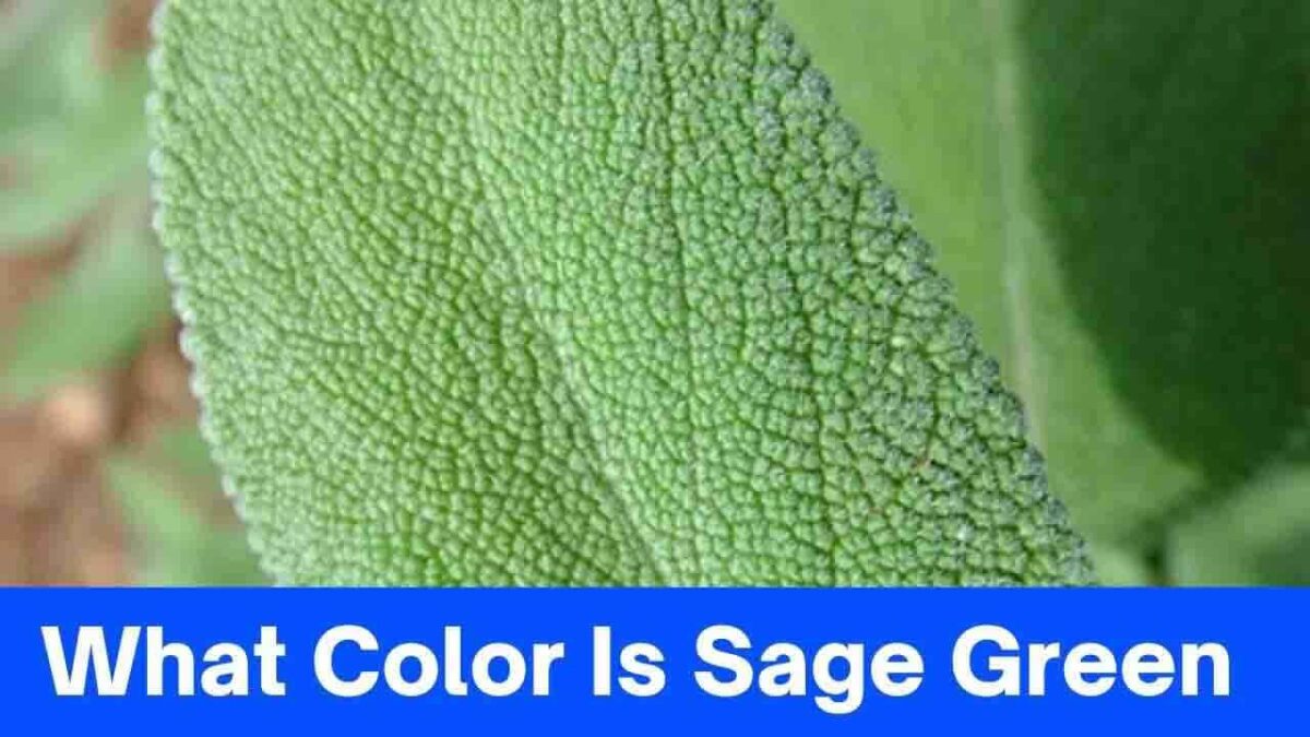 What Color Is Sage Green: A Comprehensive Exploration Of Its Meaning ...